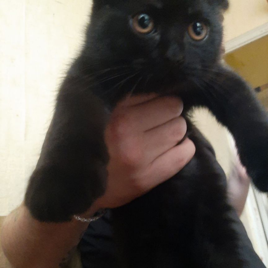 Вислоухие котята