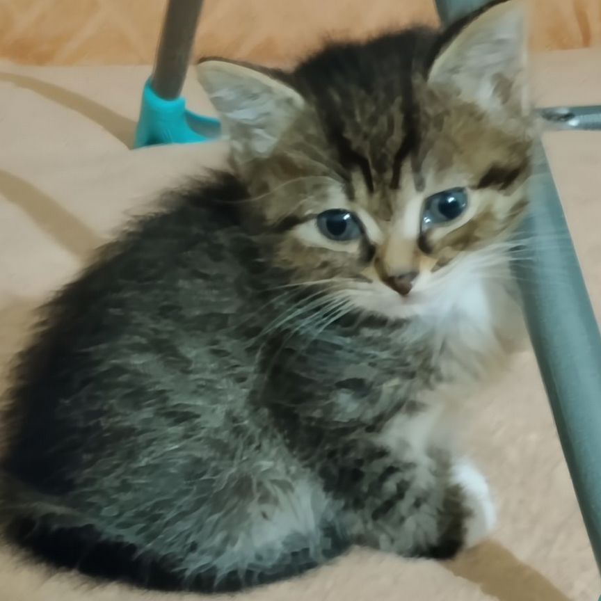 Европейский короткошёрстный котёнок