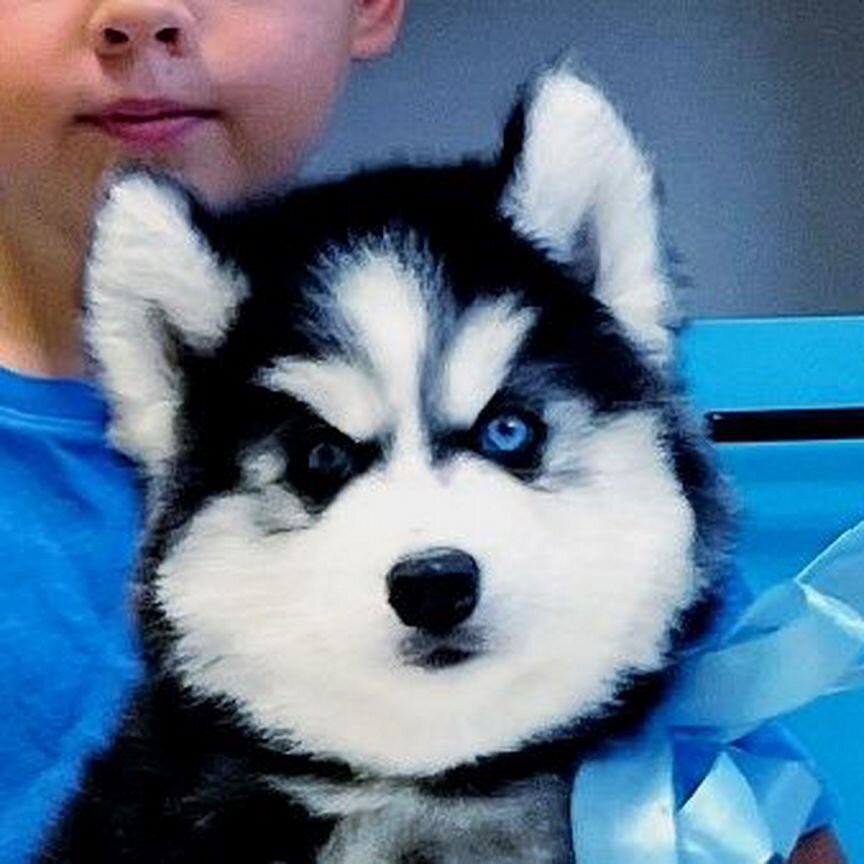 Прелестные щенки хаски