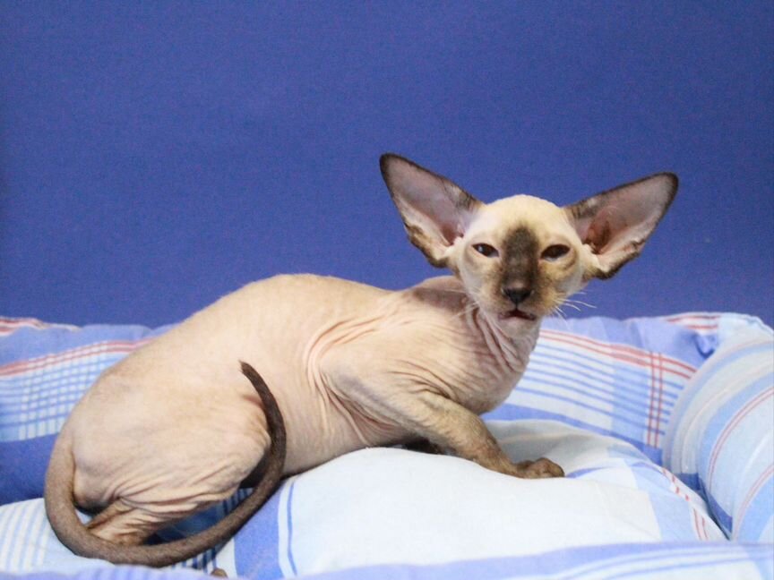 Котенок петербургского сфинка