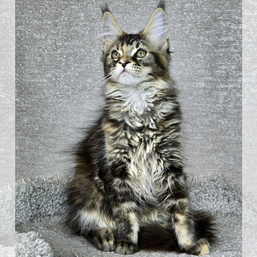 Котята мейн-кун