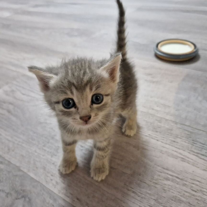 Котята породы русская деревенская