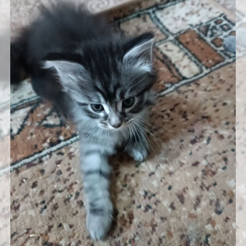 Мейн-кун котёнок