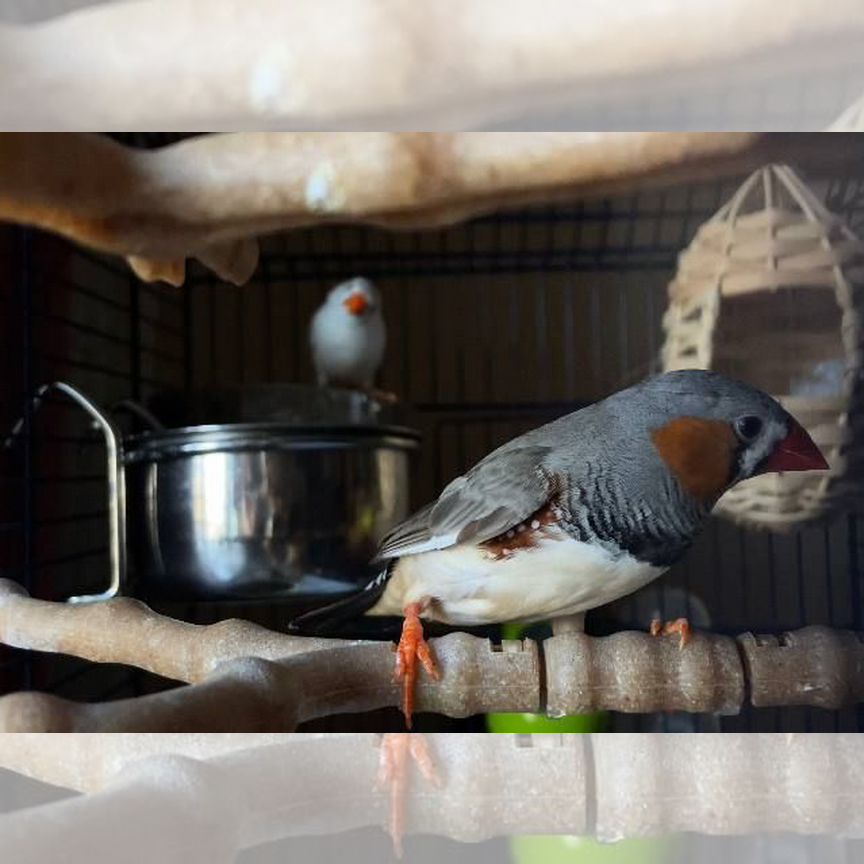 Зебровый амадин самец