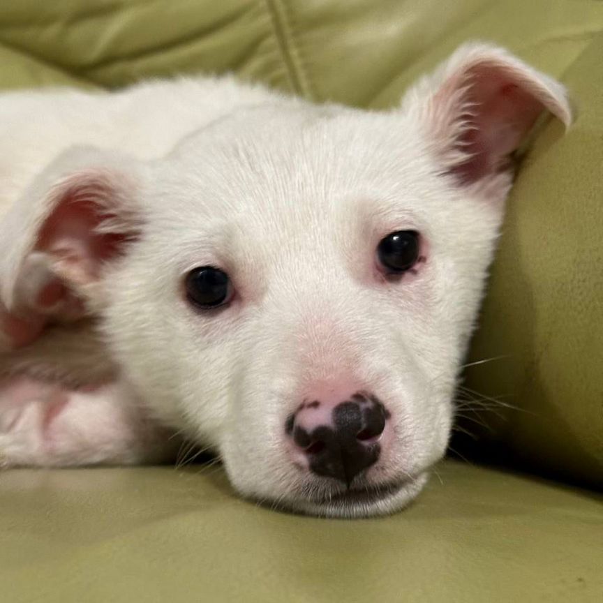 Белоснежный щенок Анри ищет дом