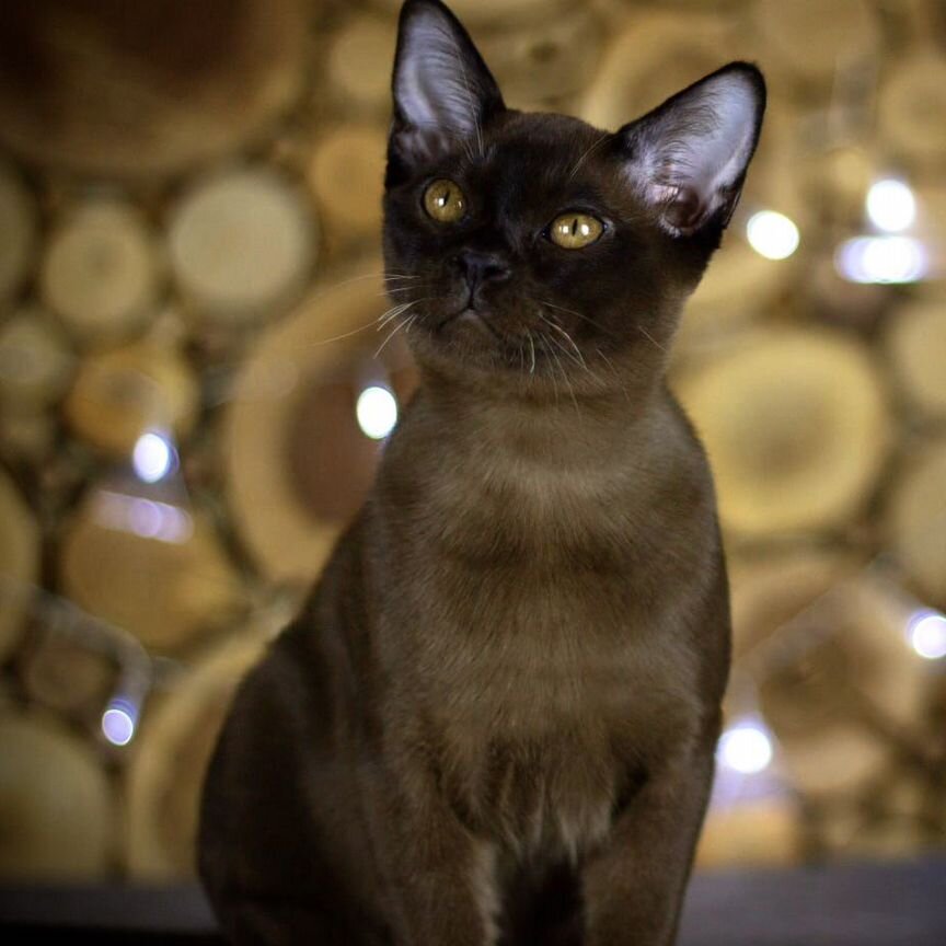 Европейский бурманский котёнок