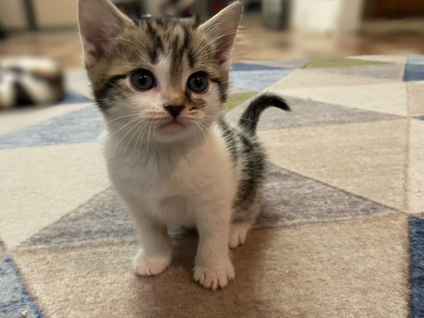 Котёнок шотландской кошки