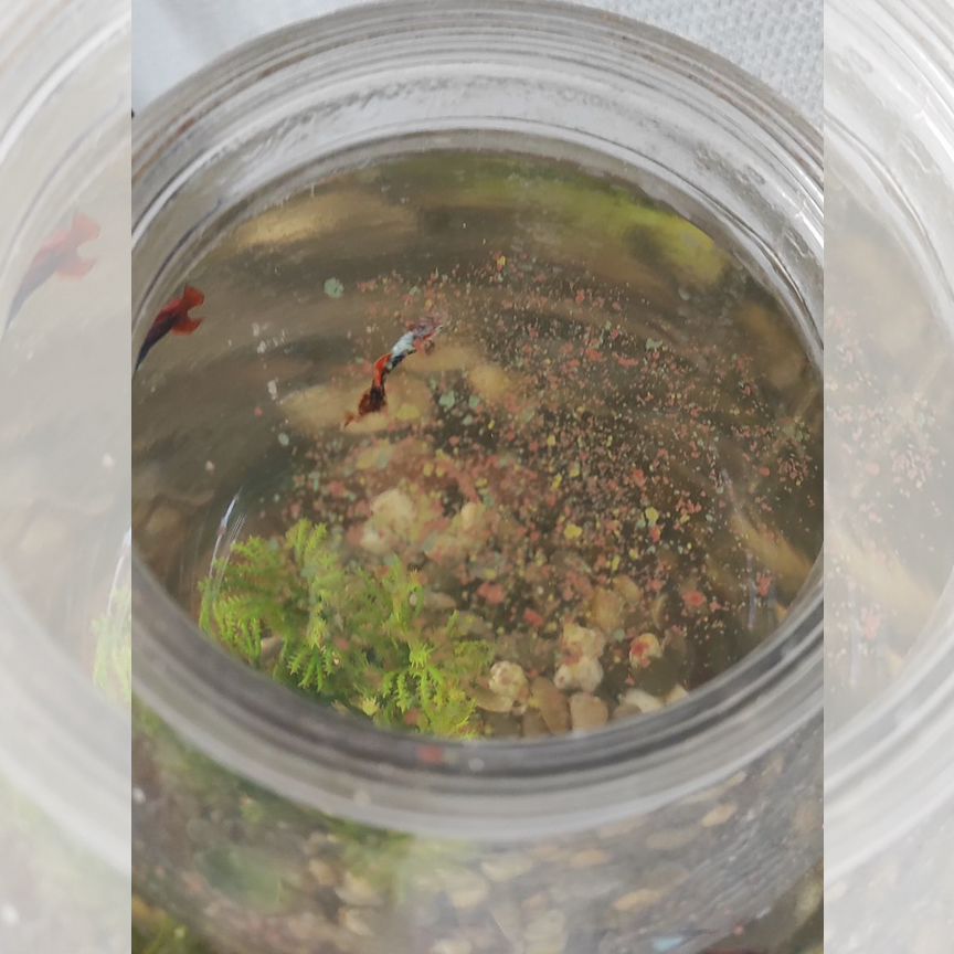 Аквариумные рыбки петушок