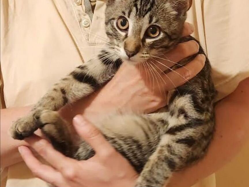 Котёнок, мальчик, в добрые ручки