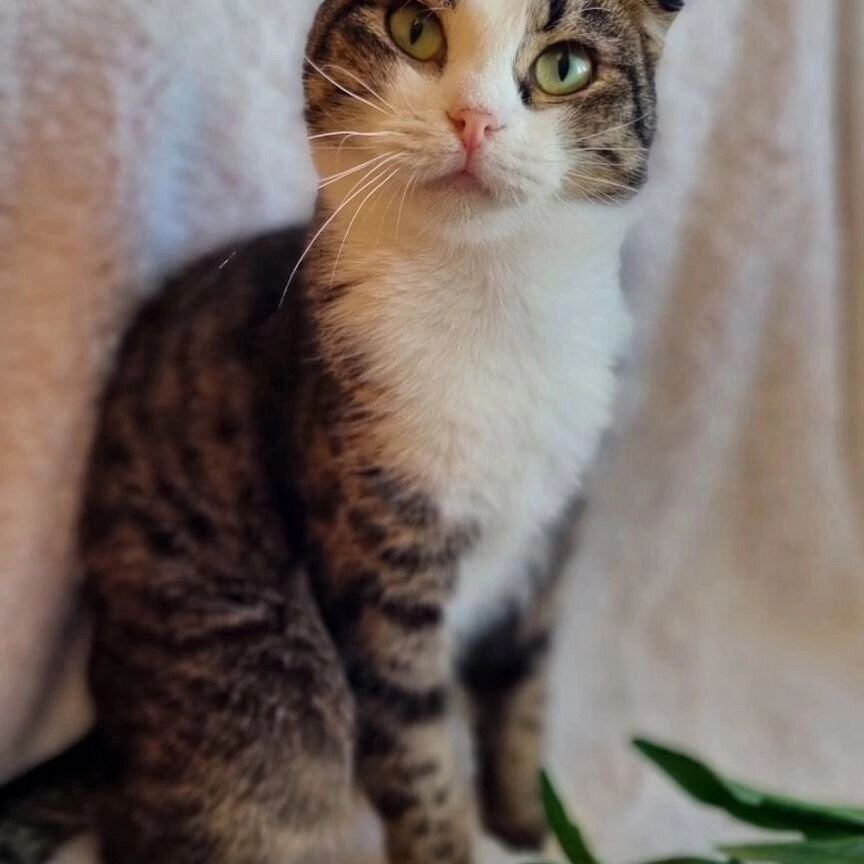 Шотландская вислоухая кошка Наташа