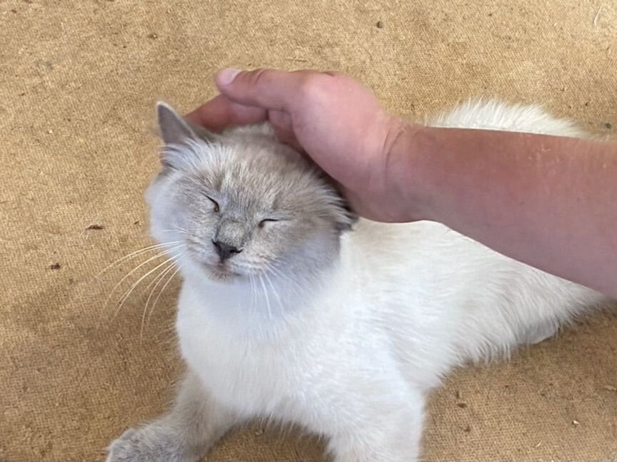 Милая кошка Белла невская маскарадная