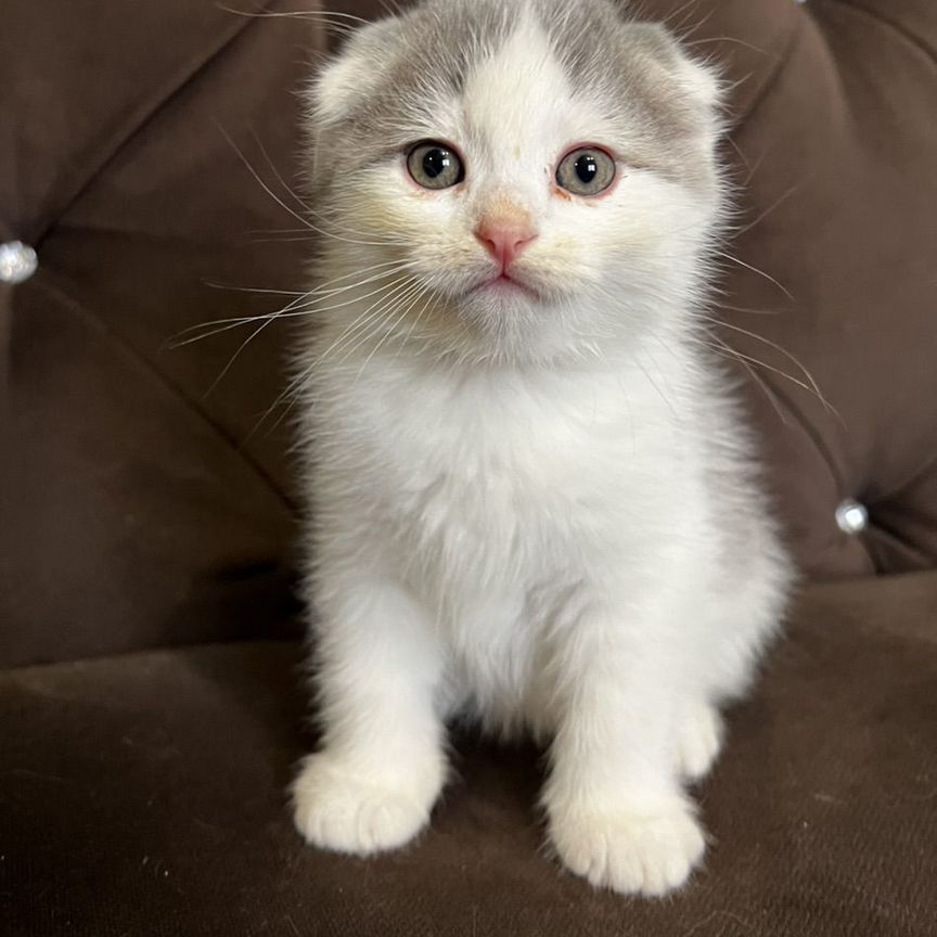 Шотландский вислоухий короткошёрстный котёнок