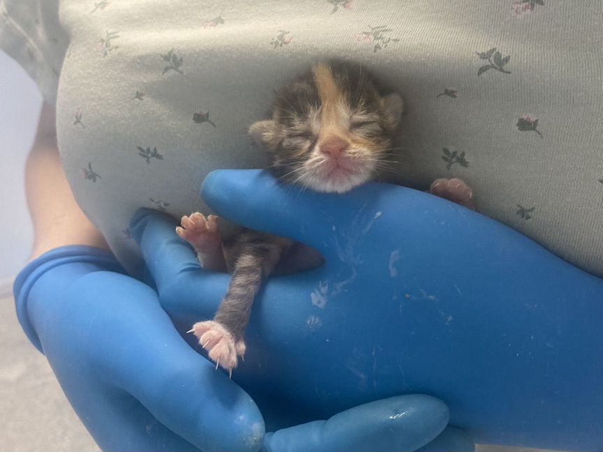 Котята в добрые руки