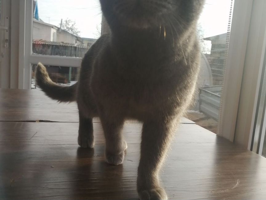 Кошка Кнопа