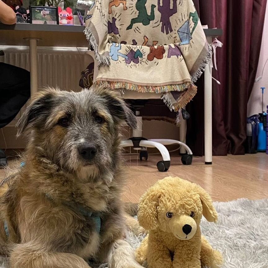 Собака почти корги ищет дом