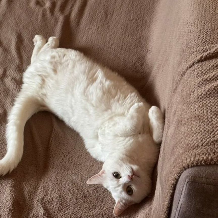 Кошка