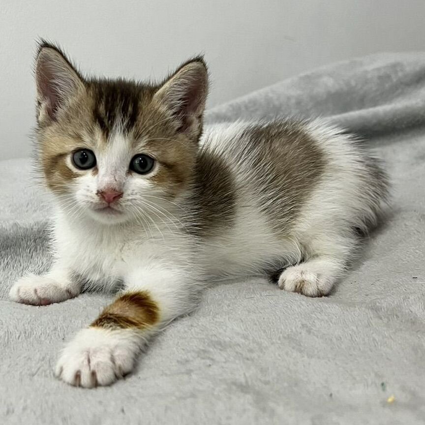 Котята метис