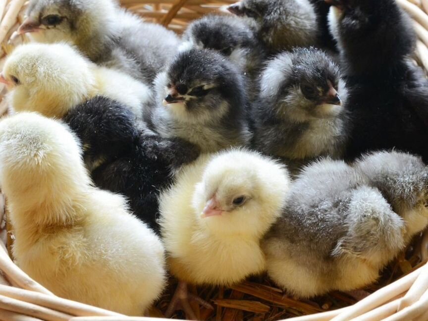 Цыплята