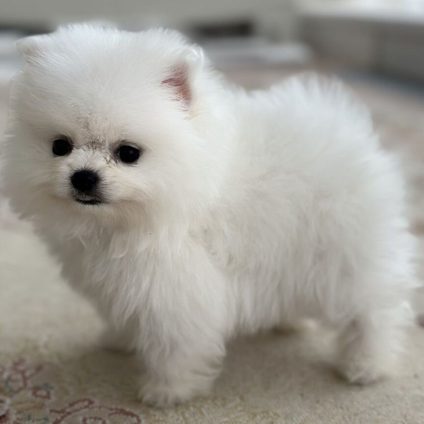 Померанский шпиц, щенок