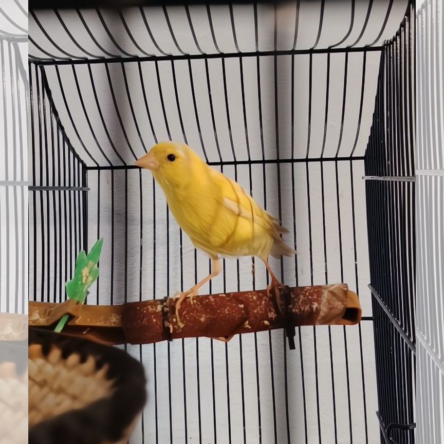 Канарейка самка готовая