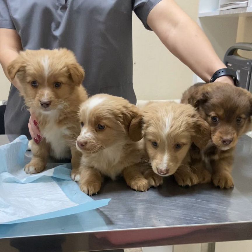 В добрые руки щенки от комнатной собачки