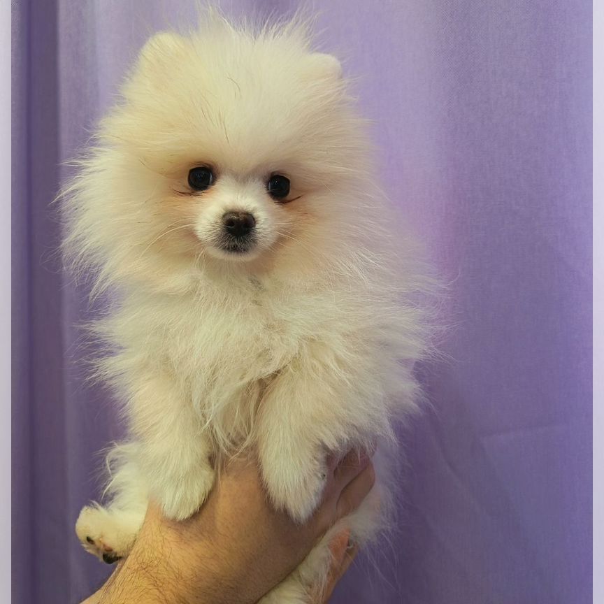 Померанский шпиц, щенок