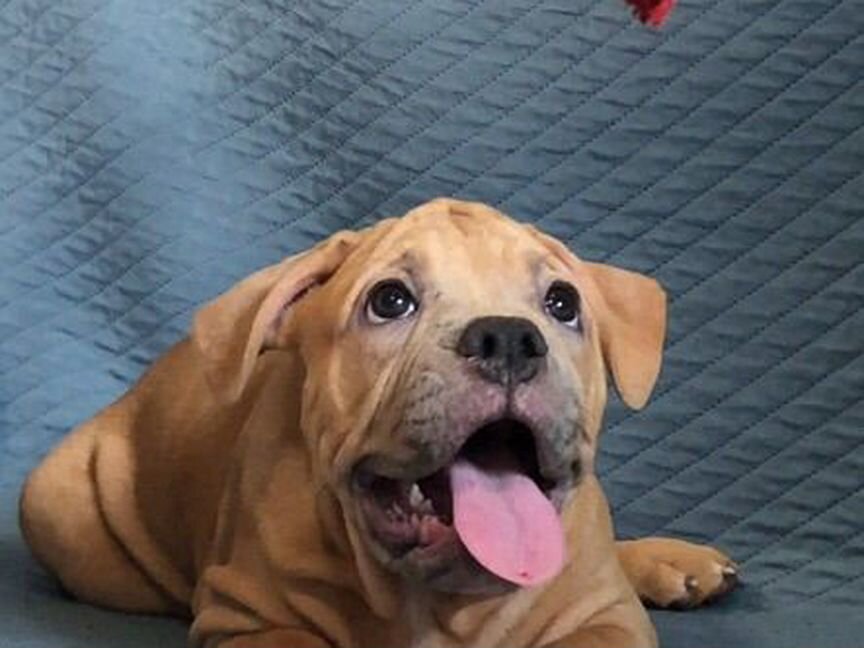 Американский булли мальчик