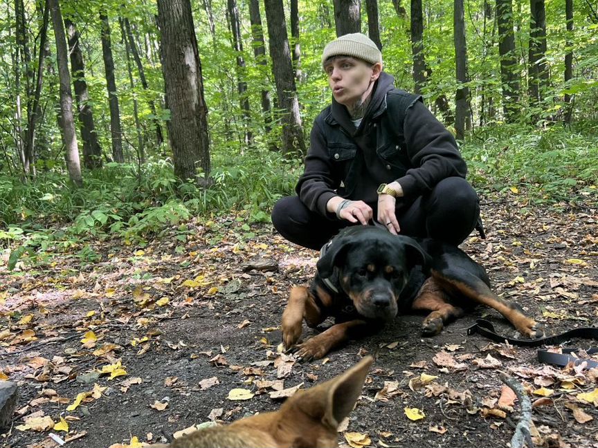 Щенки ротвейлера