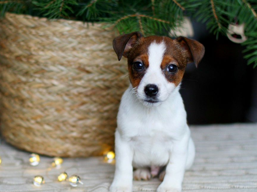 Джек Рассел терьер мальчик