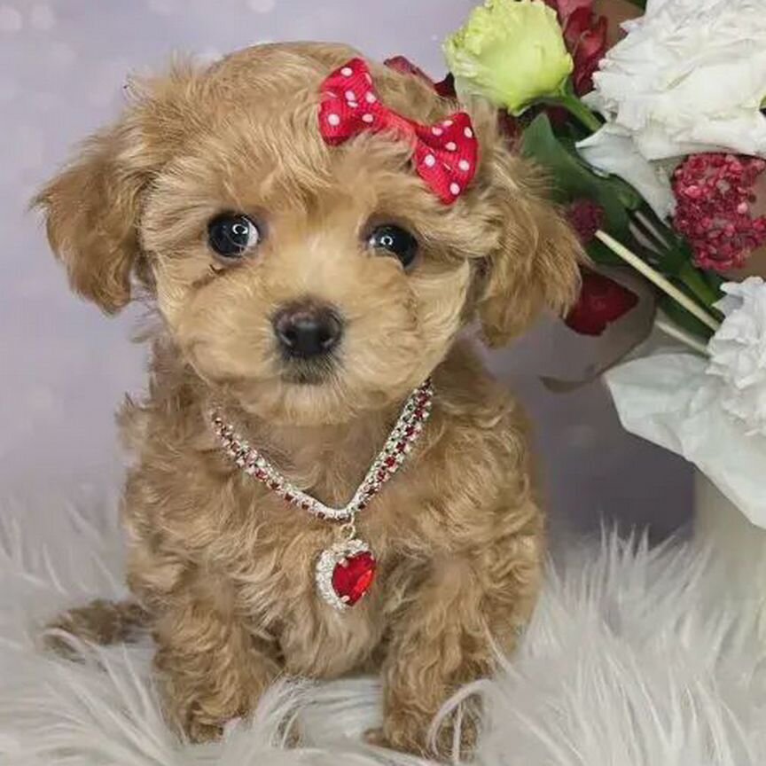 Мальтипу, щенок