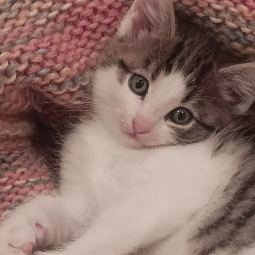 Котенок мальчик мышеловка