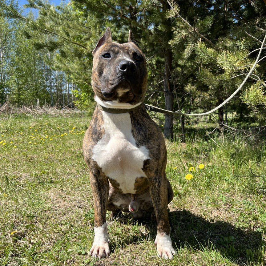 Стаффорд в добрые руки