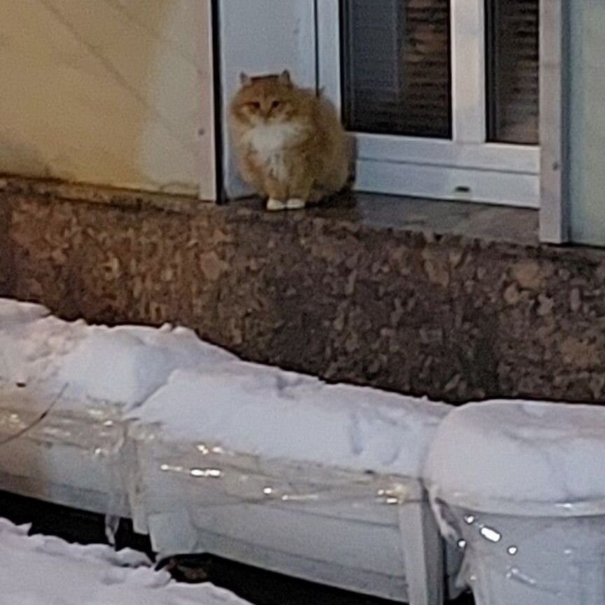 Рыжий котенок 4 месяца