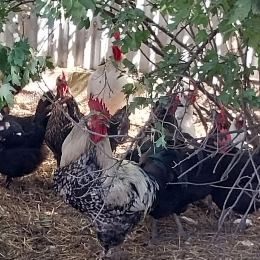 Куры домашние, цыплята разных возрастов