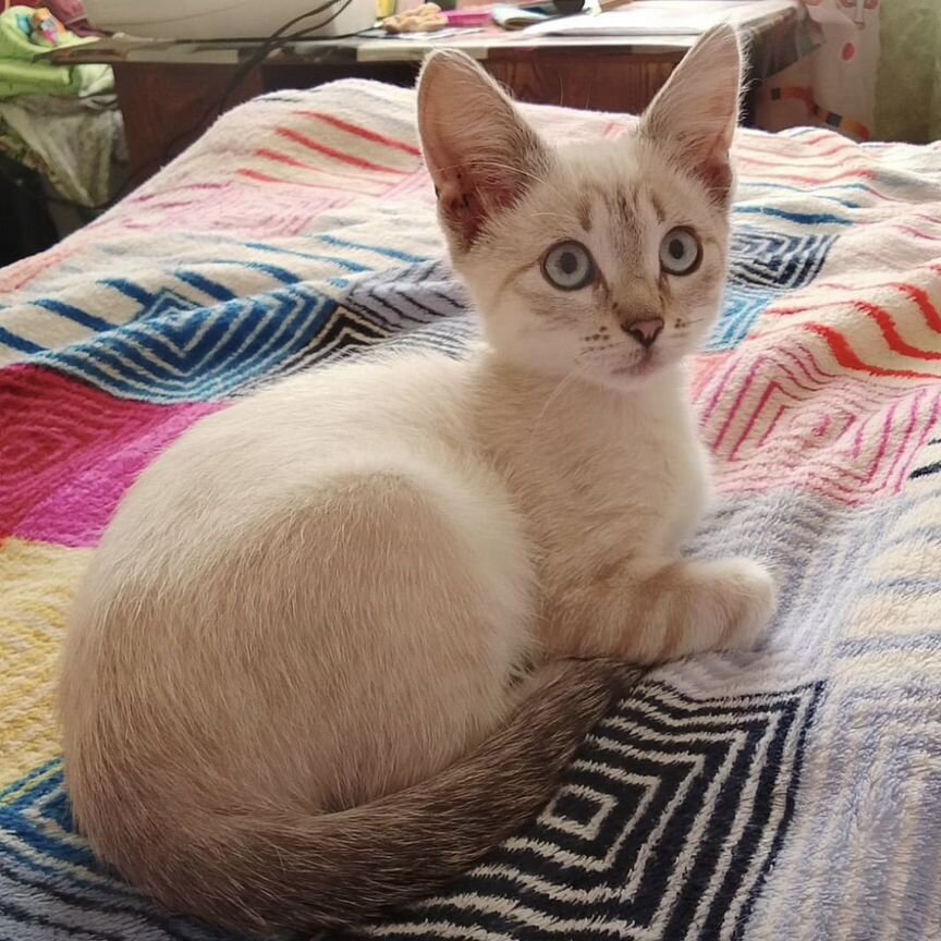 Тайский котёнок