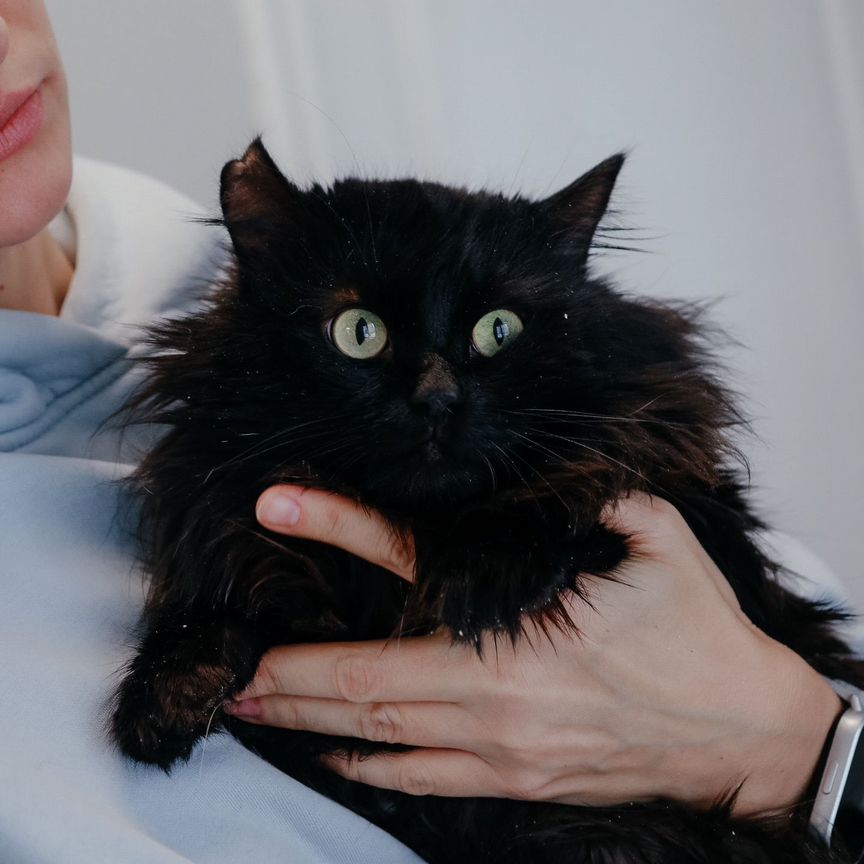 Взрослый кот в добрые руки