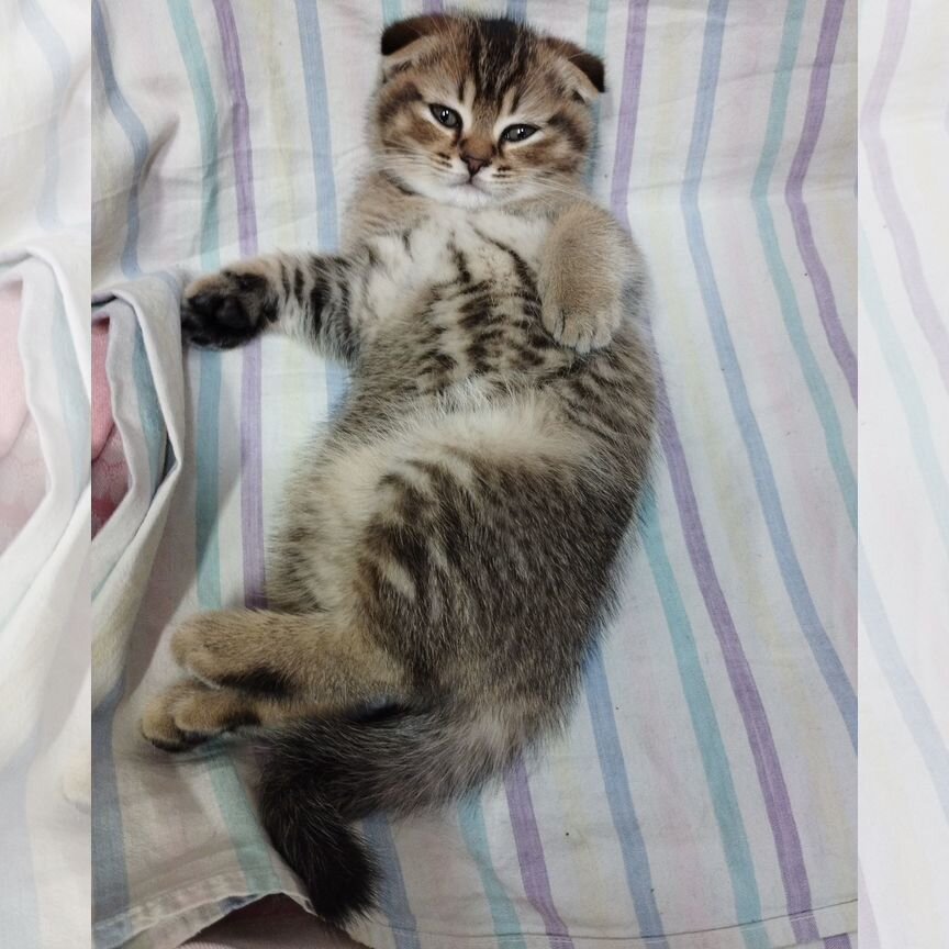 Вислоухий котёнок шотландец
