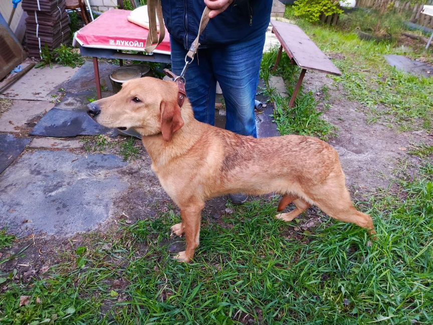 Русская гончая