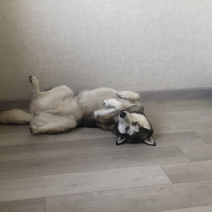 Одам собаку