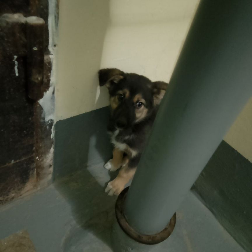 Щенок в добрые руки бесплатно