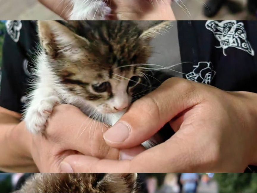 Котята в добрые руки даром