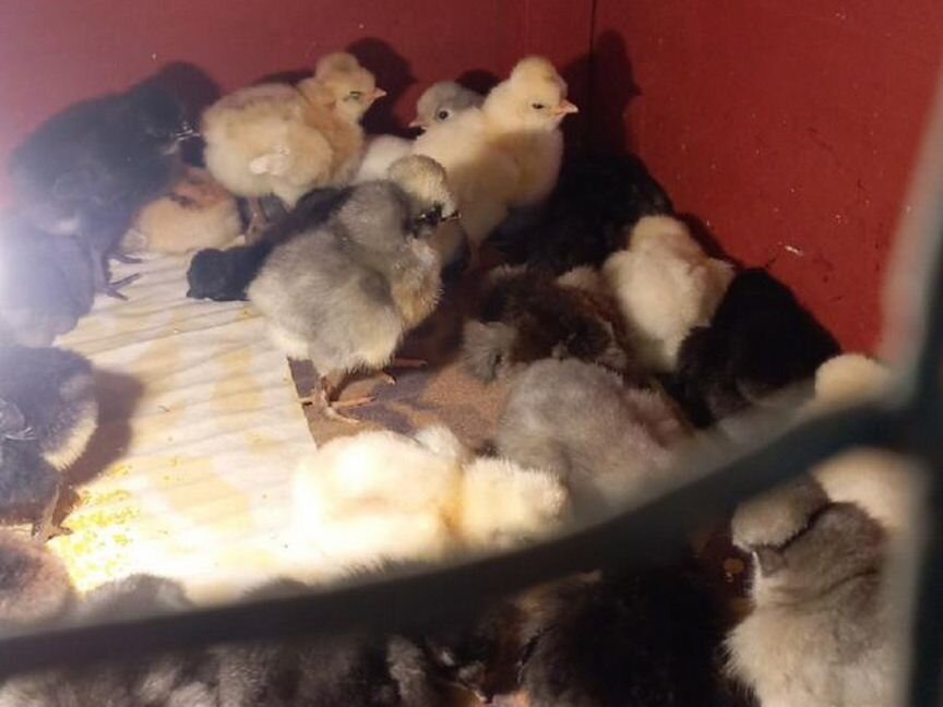 Цыплята суточные