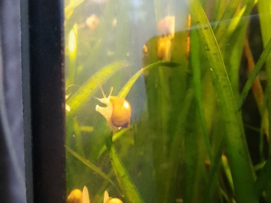 Ампулярии бесплатно