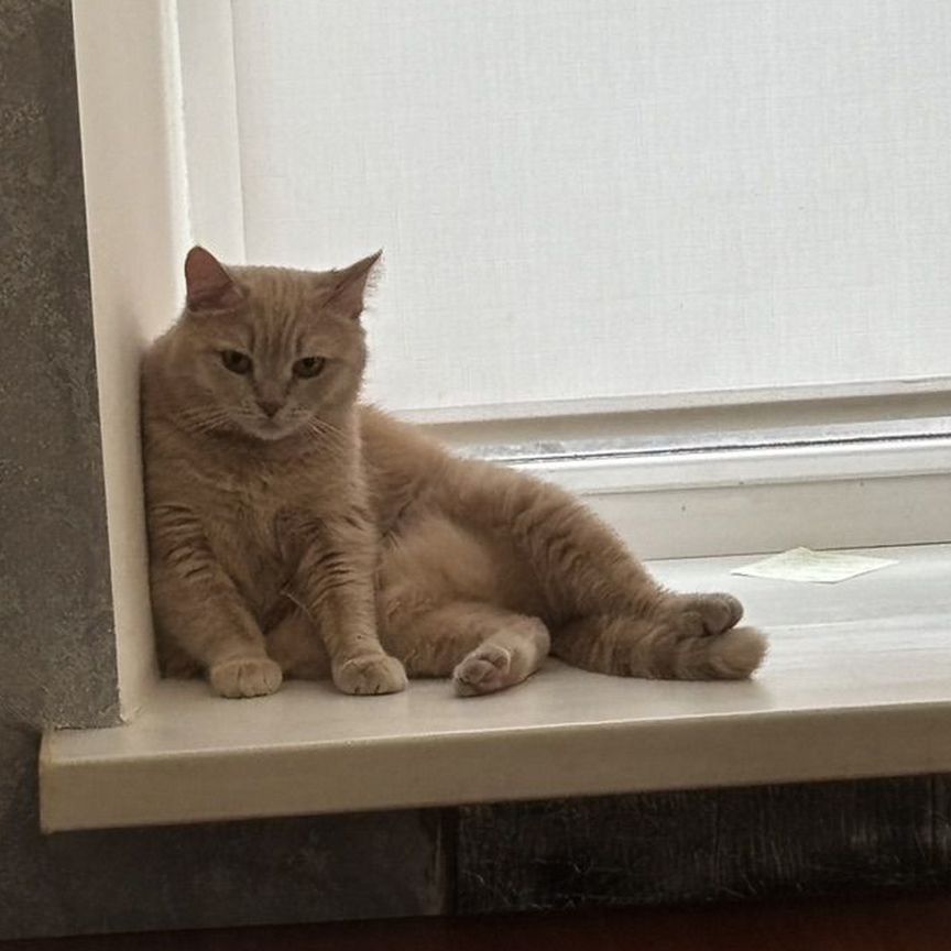 Британская длинношёрстная, взрослая кошка