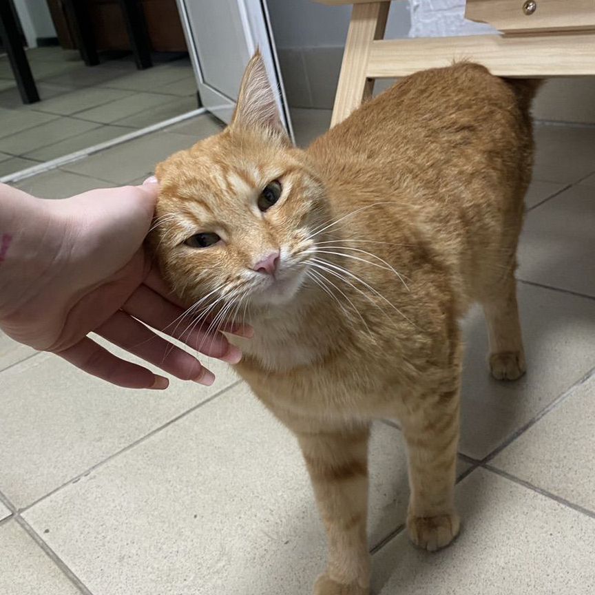 Рыжий кот