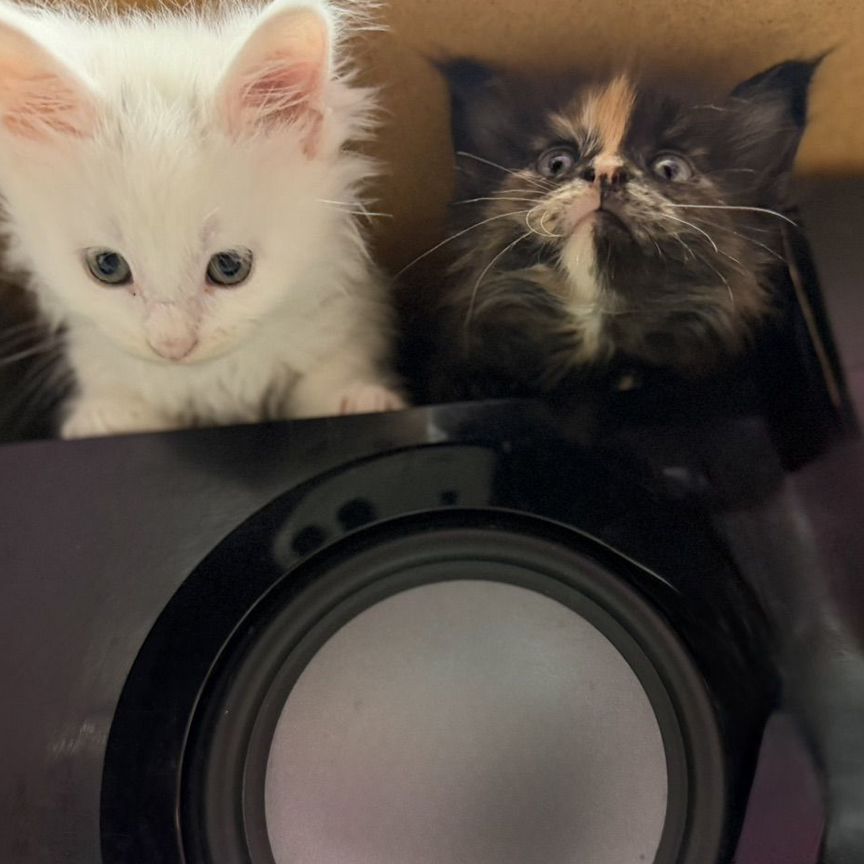 Мейн-кун котёнок