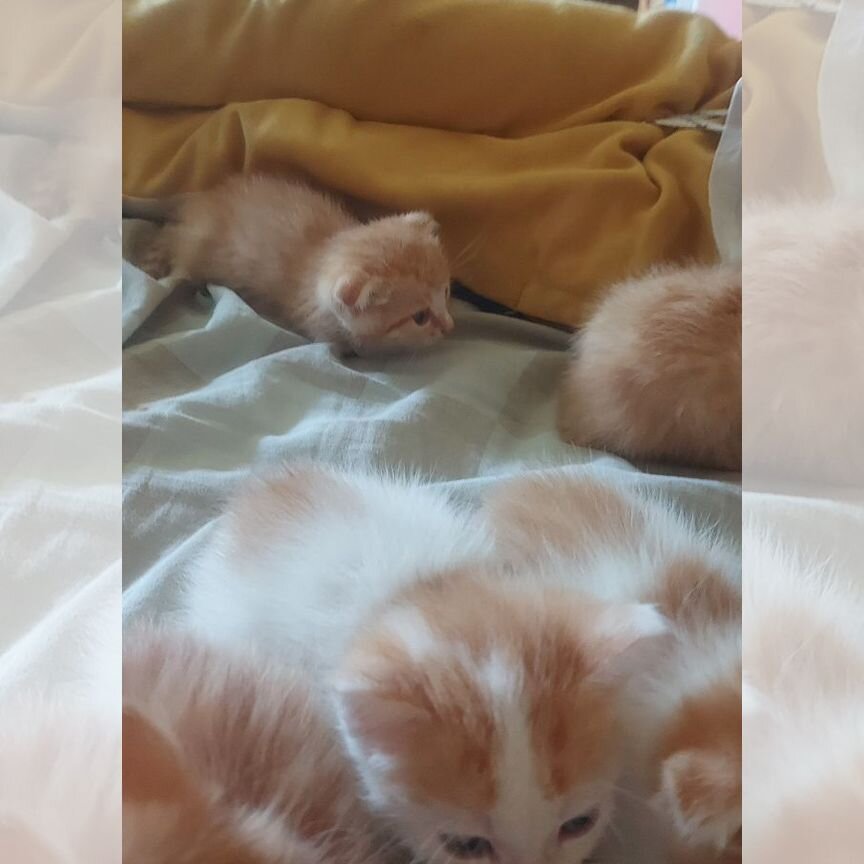 Отдам котят
