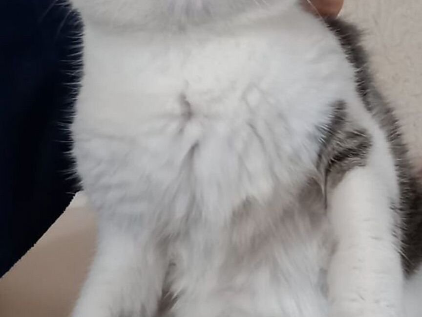 Кошка в дар 5ти месячная