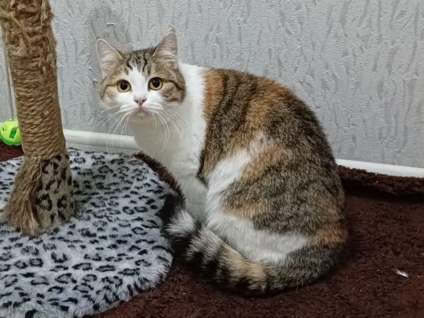 Кошка брошенка в добрые руки