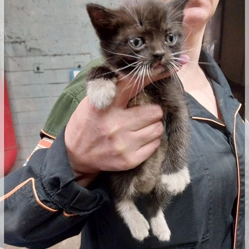 Котёнок в добрые руки